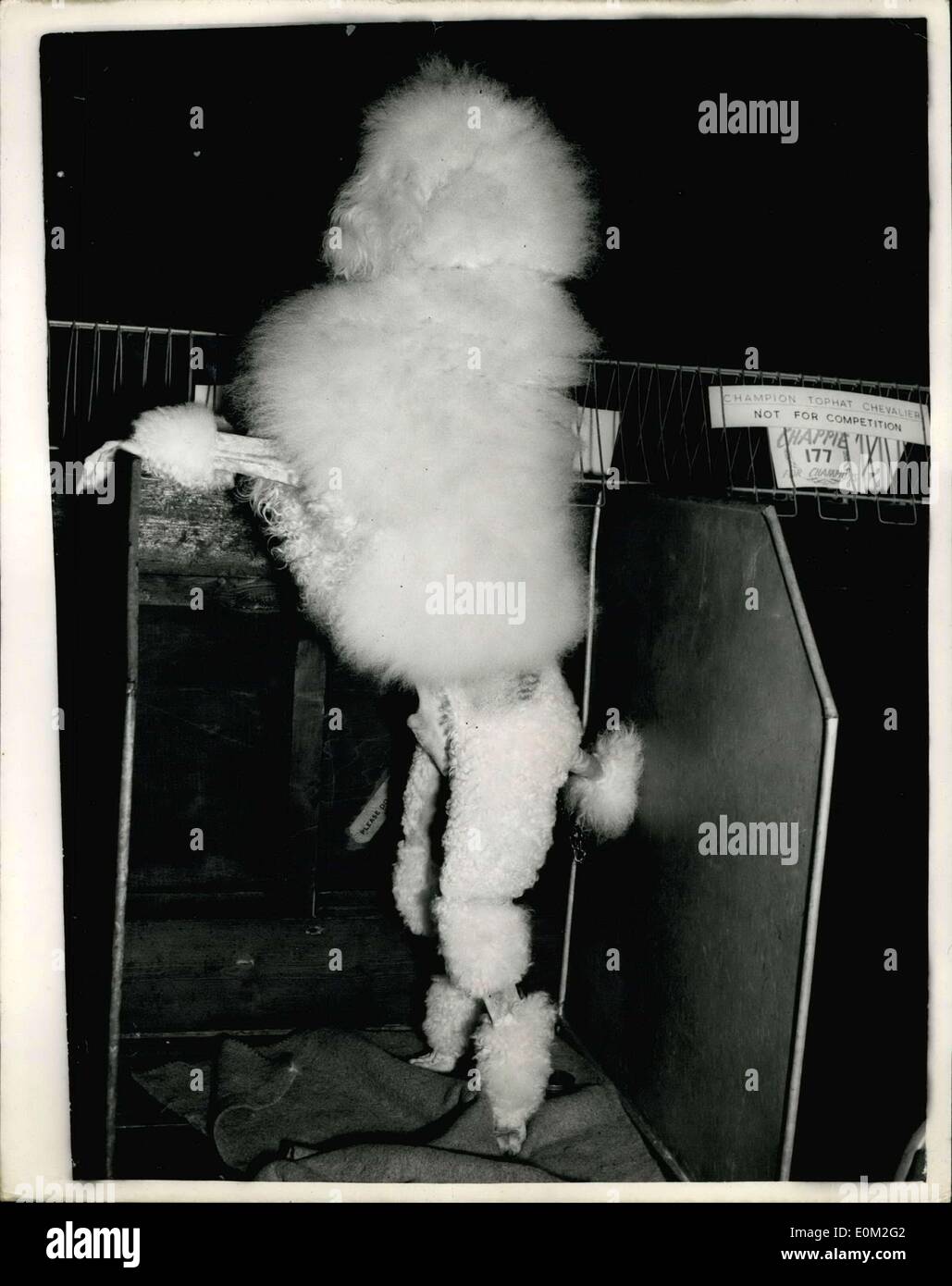 International poodle clubs show -Fotos und -Bildmaterial in hoher ...