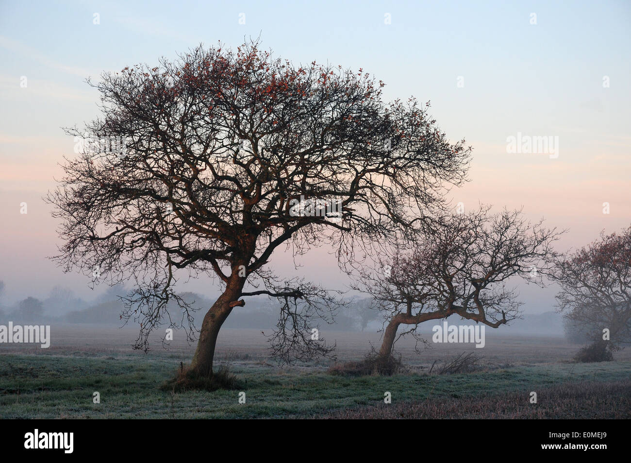 Aufgehende Sonne auf windumtosten Eichen. Quercus Robur. Frostiger ...