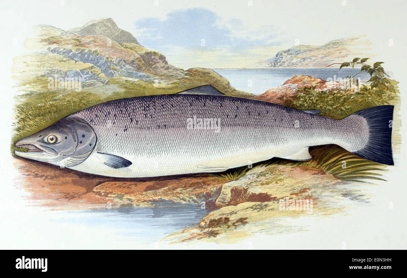 Salmo salar, auch bekannt als Atlantischer Lachs, ist eine Fischart im ...