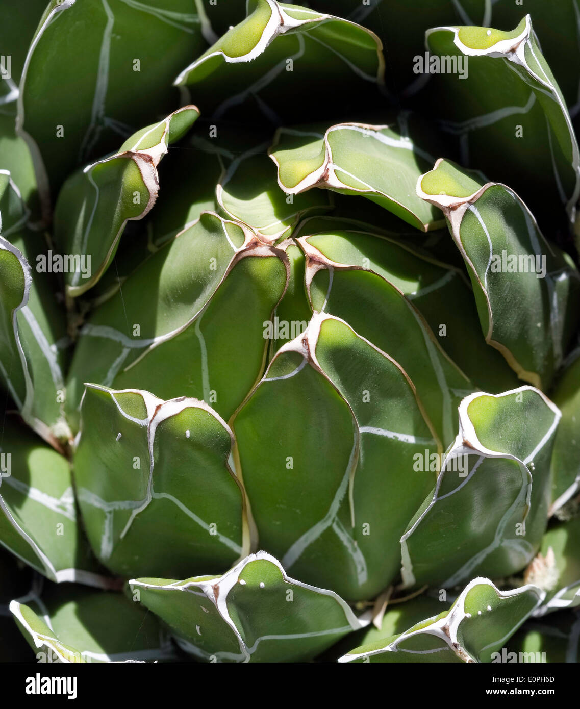 Nahaufnahme agave sukkulente -Fotos und -Bildmaterial in hoher ...