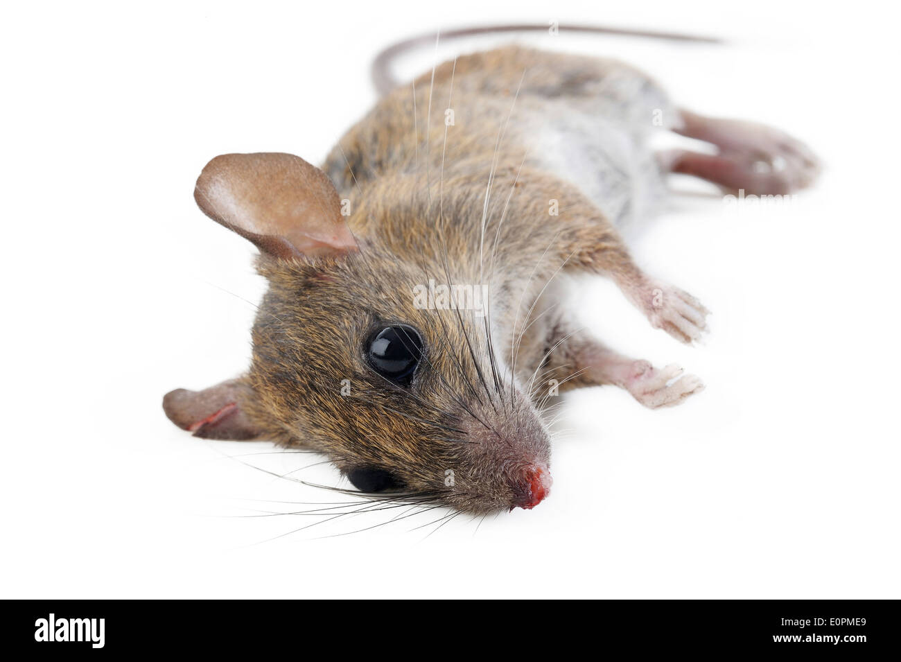 Blut an ratten -Fotos und -Bildmaterial in hoher Auflösung – Alamy