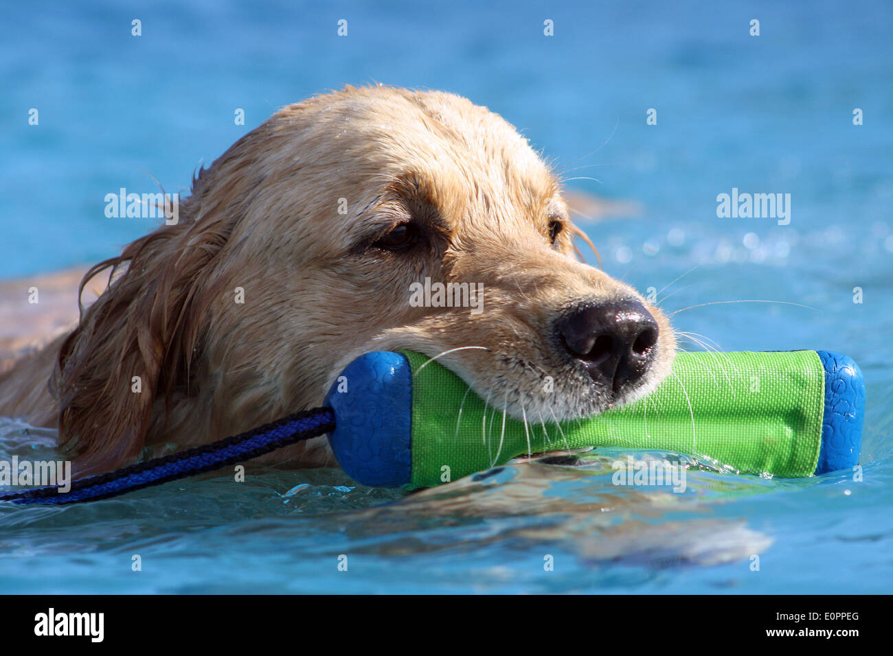 Golden retriever pudel -Fotos und -Bildmaterial in hoher Auflösung – Alamy