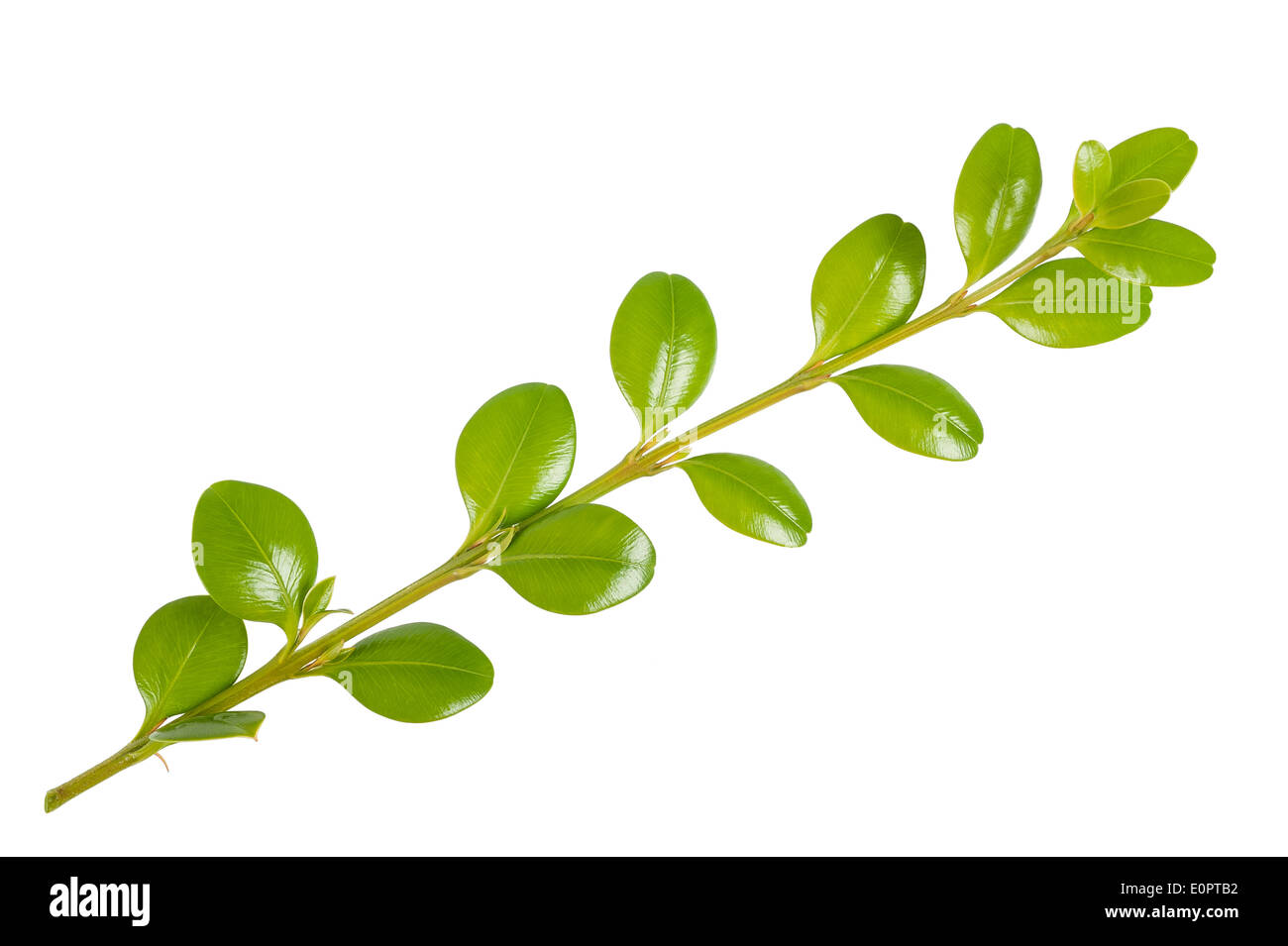 Buchsbaum Zweig isoliert auf weißem Hintergrund Stockfotografie - Alamy