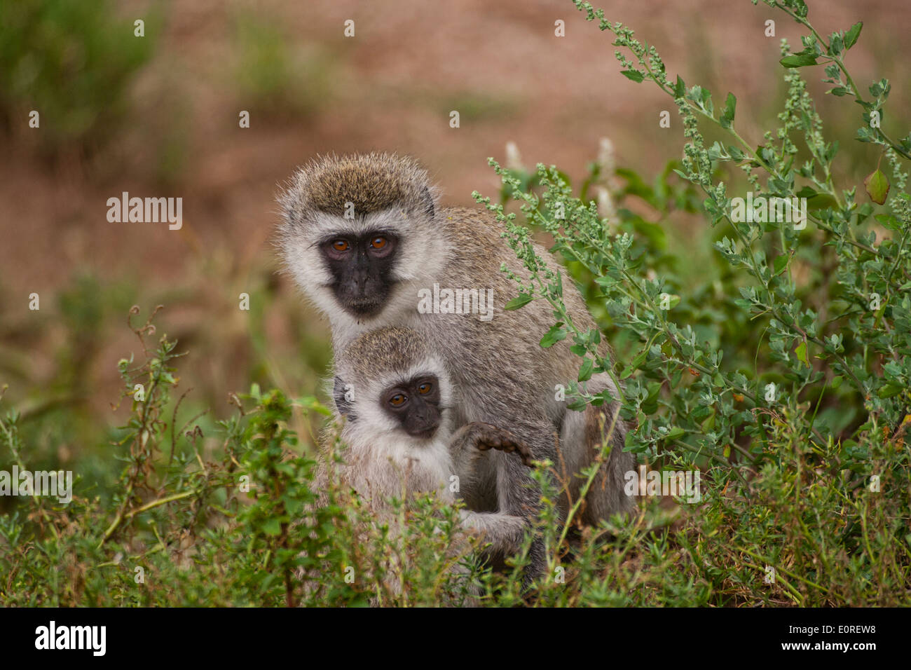 Jugendliche affen -Fotos und -Bildmaterial in hoher Auflösung – Alamy