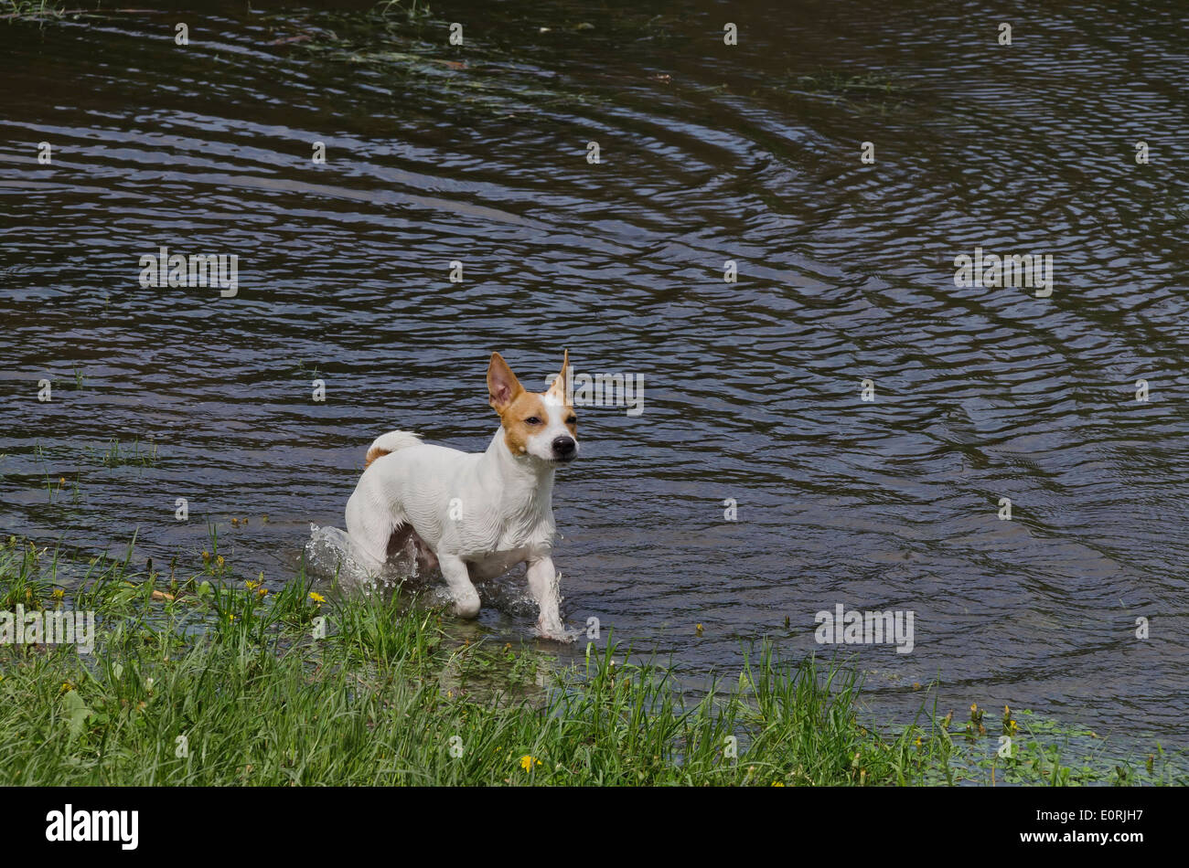White background jack russel terrier -Fotos und -Bildmaterial in hoher ...