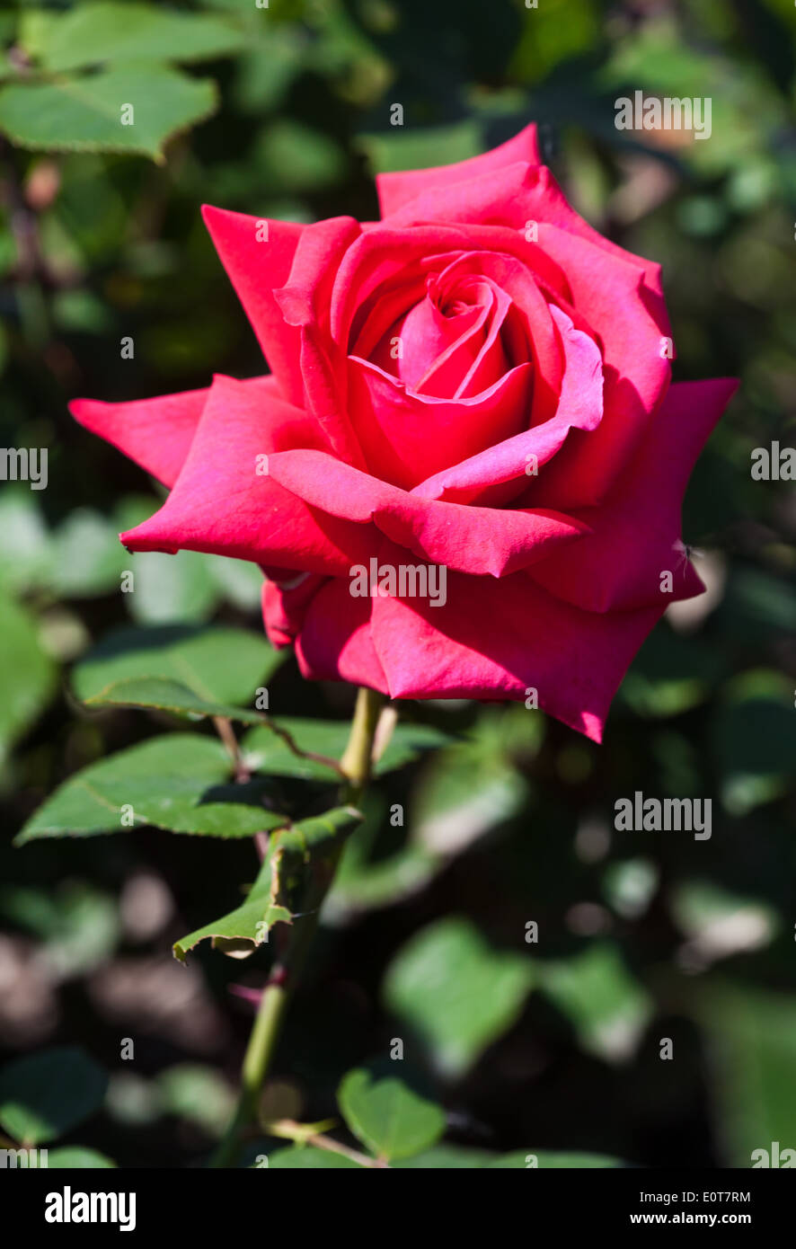 Rosa bluehende rose -Fotos und -Bildmaterial in hoher Auflösung – Alamy