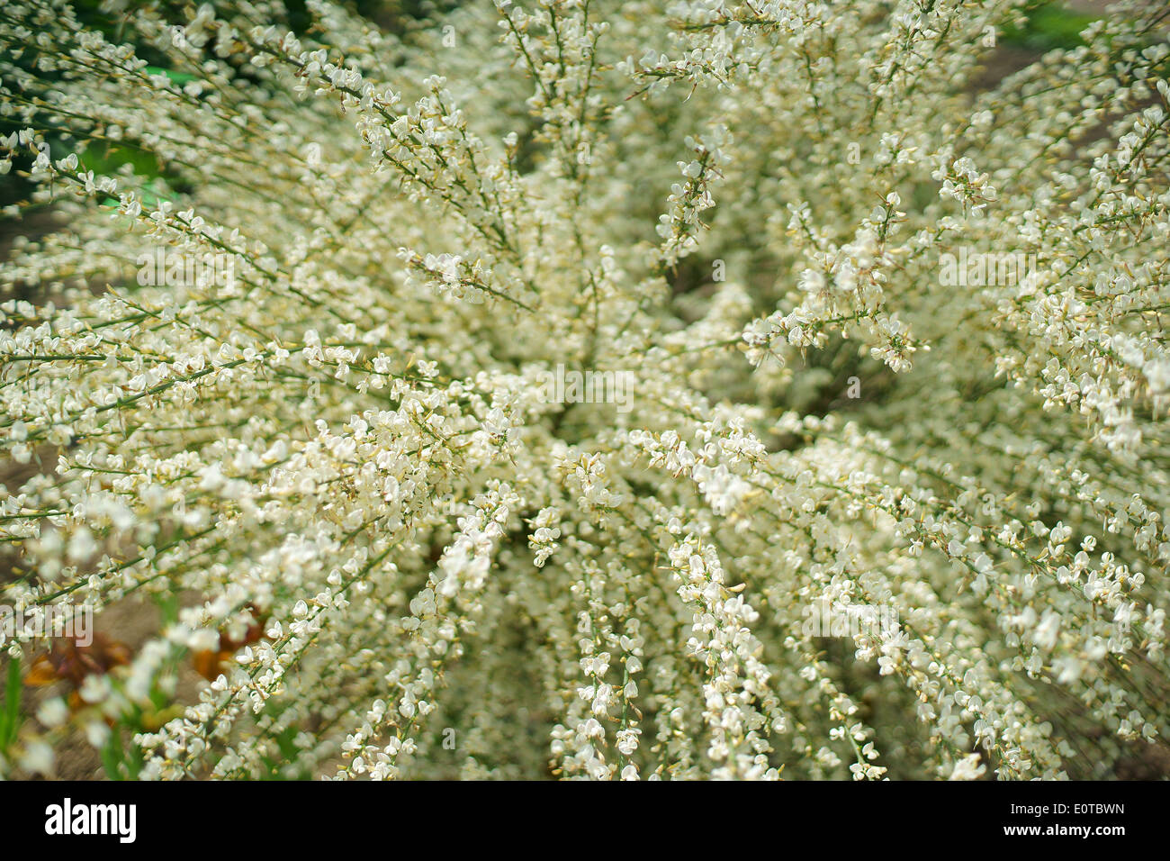 Warminster broom white blossom cytisus -Fotos und -Bildmaterial in ...