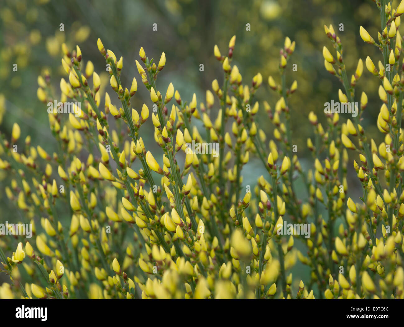 Warminster besen -Fotos und -Bildmaterial in hoher Auflösung – Alamy
