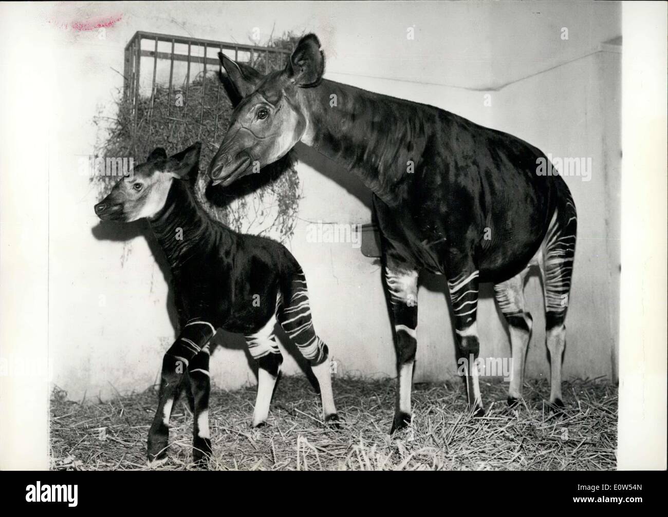 Okapi geboren -Fotos und -Bildmaterial in hoher Auflösung – Alamy