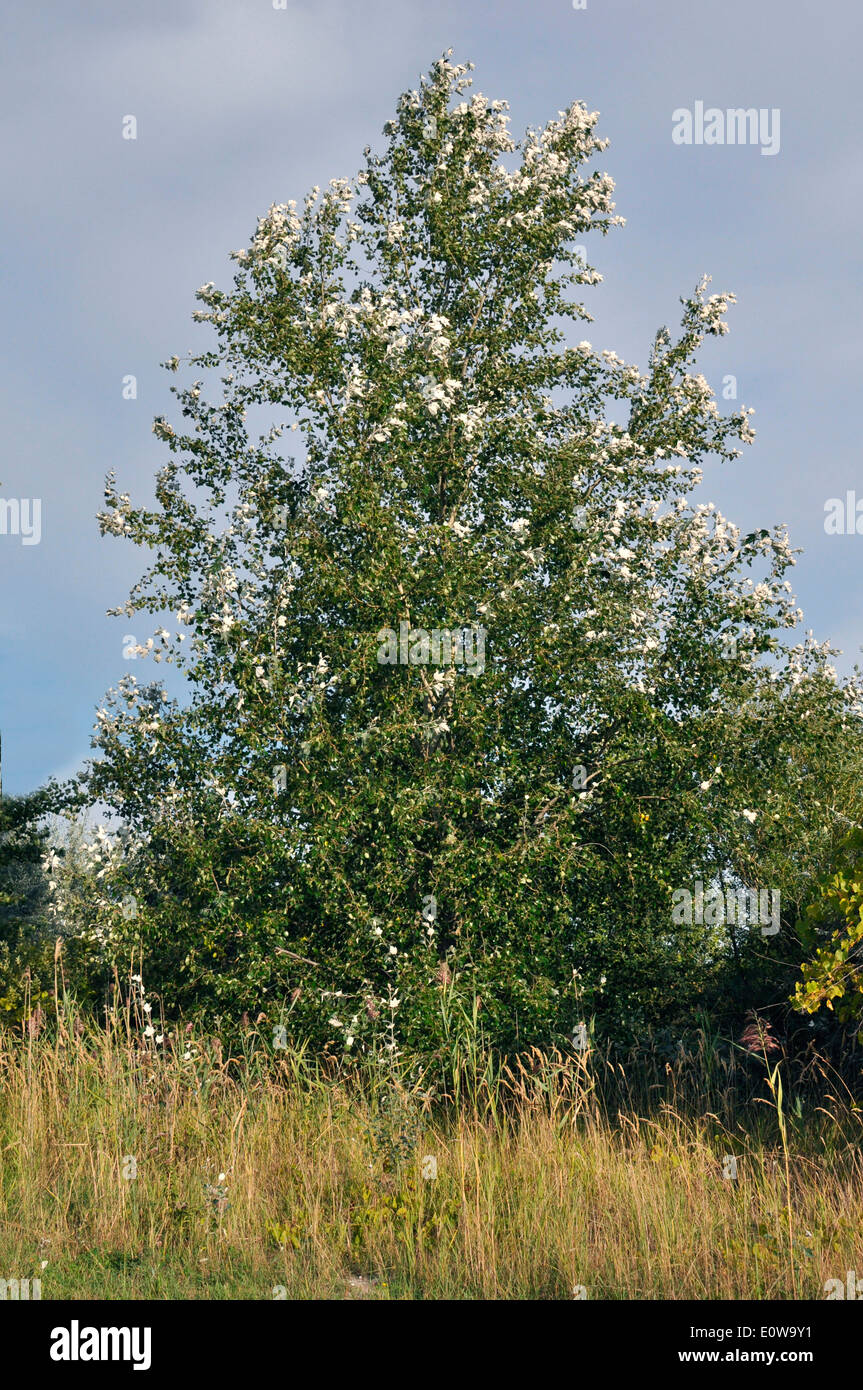 Weiße pappel populus alba -Fotos und -Bildmaterial in hoher Auflösung ...