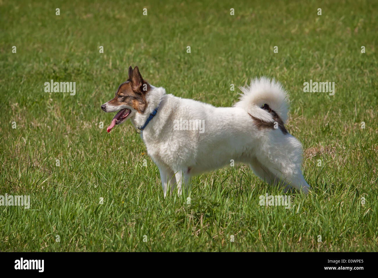 Laika der hund -Fotos und -Bildmaterial in hoher Auflösung – Alamy