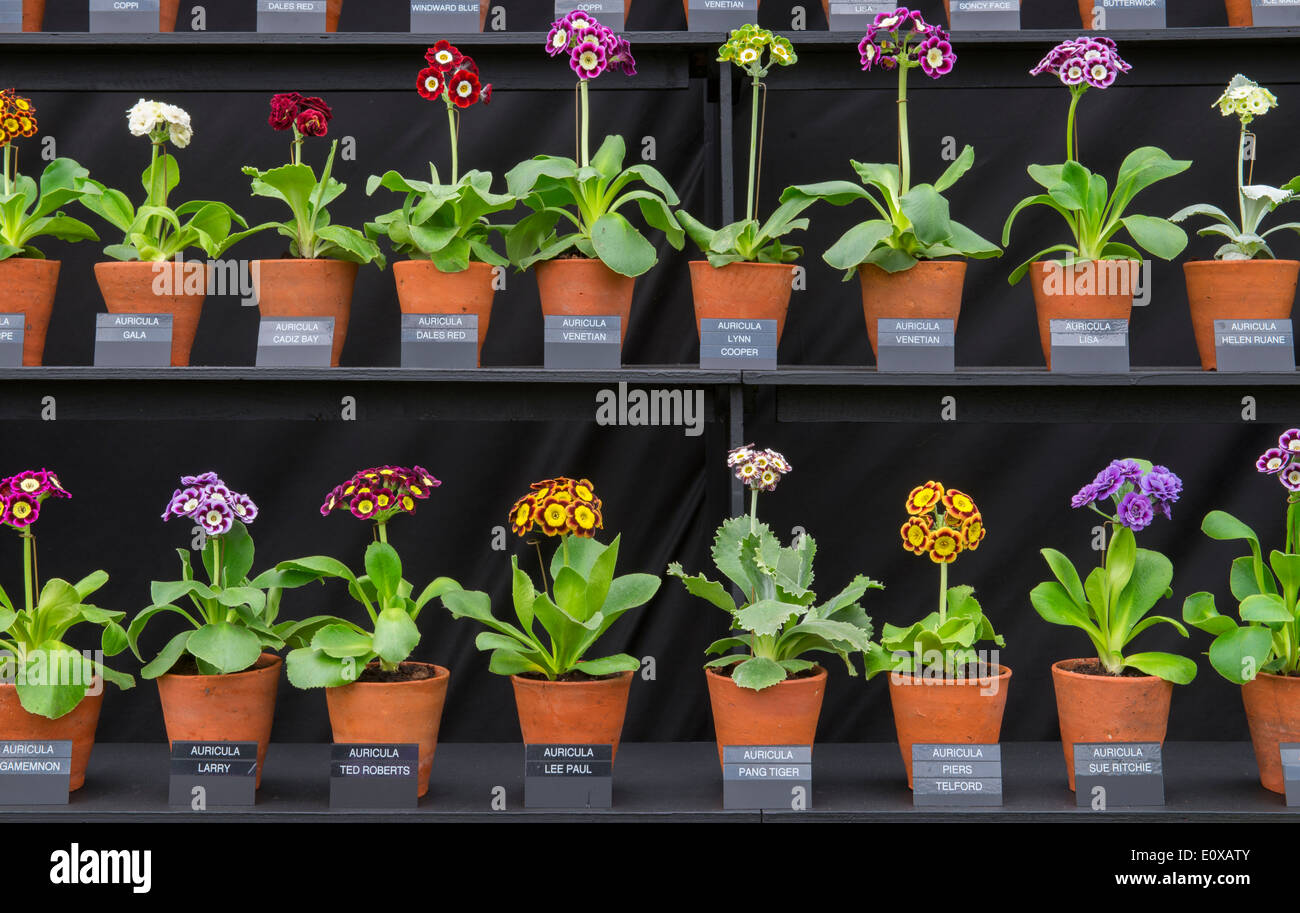 Show auricula -Fotos und -Bildmaterial in hoher Auflösung – Alamy