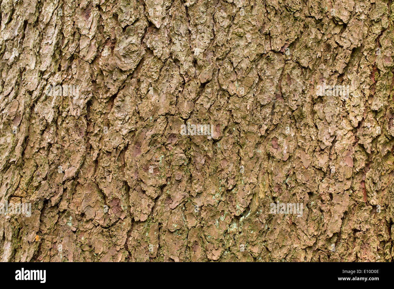 Makro baumrinde -Fotos und -Bildmaterial in hoher Auflösung – Alamy