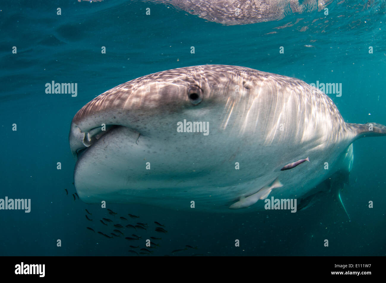 Walhai tourist cenderawasih bay -Fotos und -Bildmaterial in hoher ...