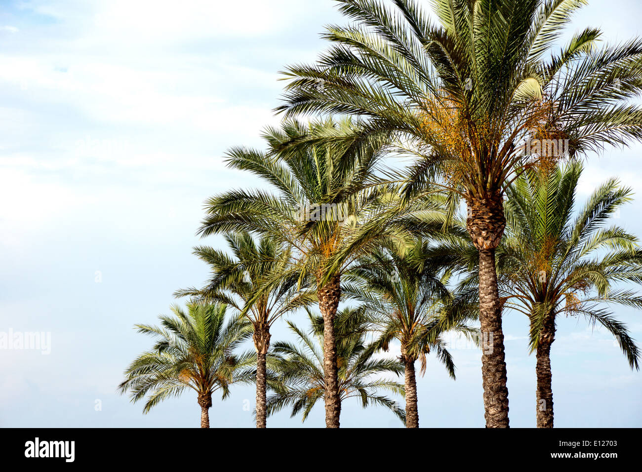 Palm tree trees -Fotos und -Bildmaterial in hoher Auflösung – Alamy