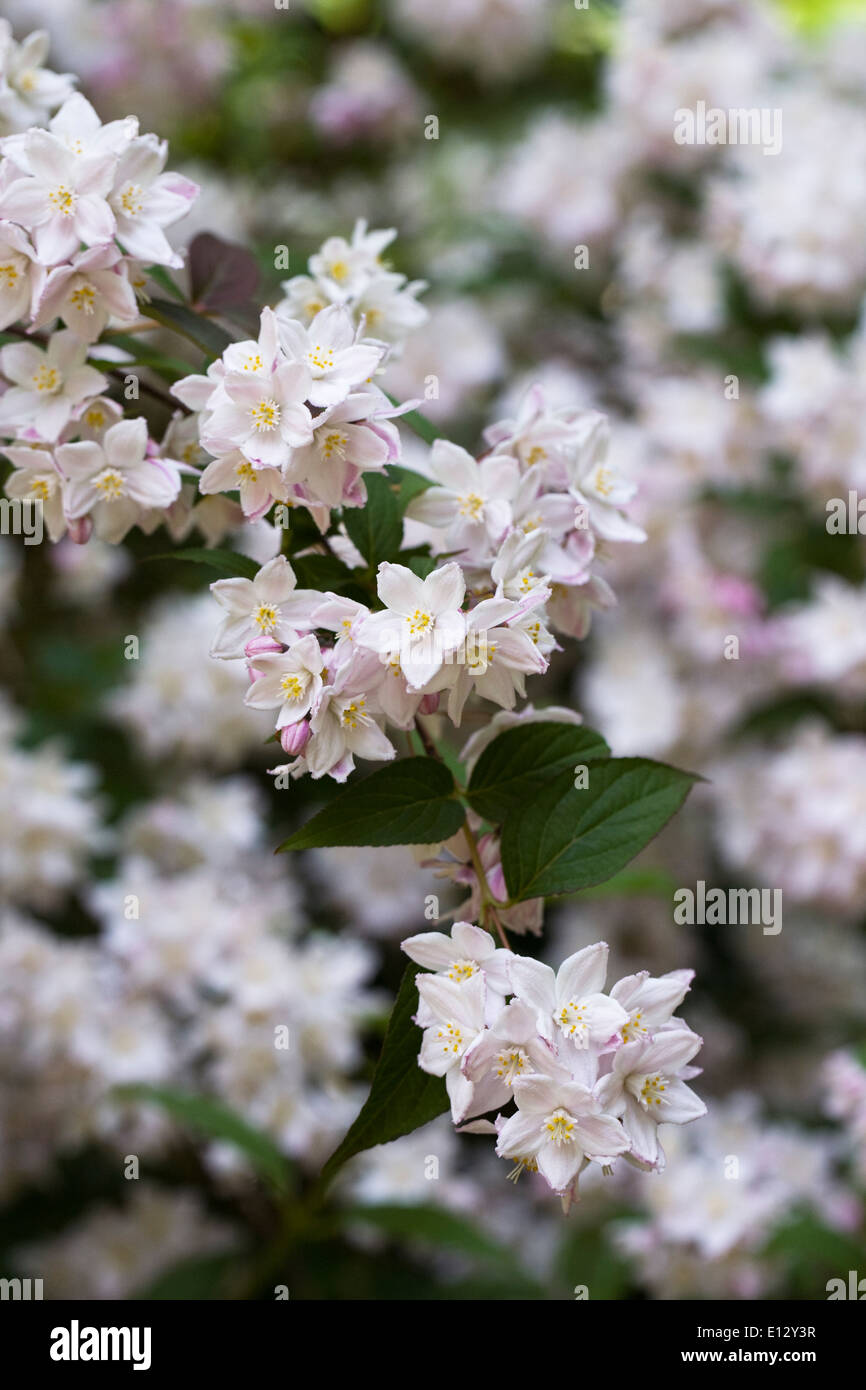 White flowering deutzia shrub -Fotos und -Bildmaterial in hoher ...