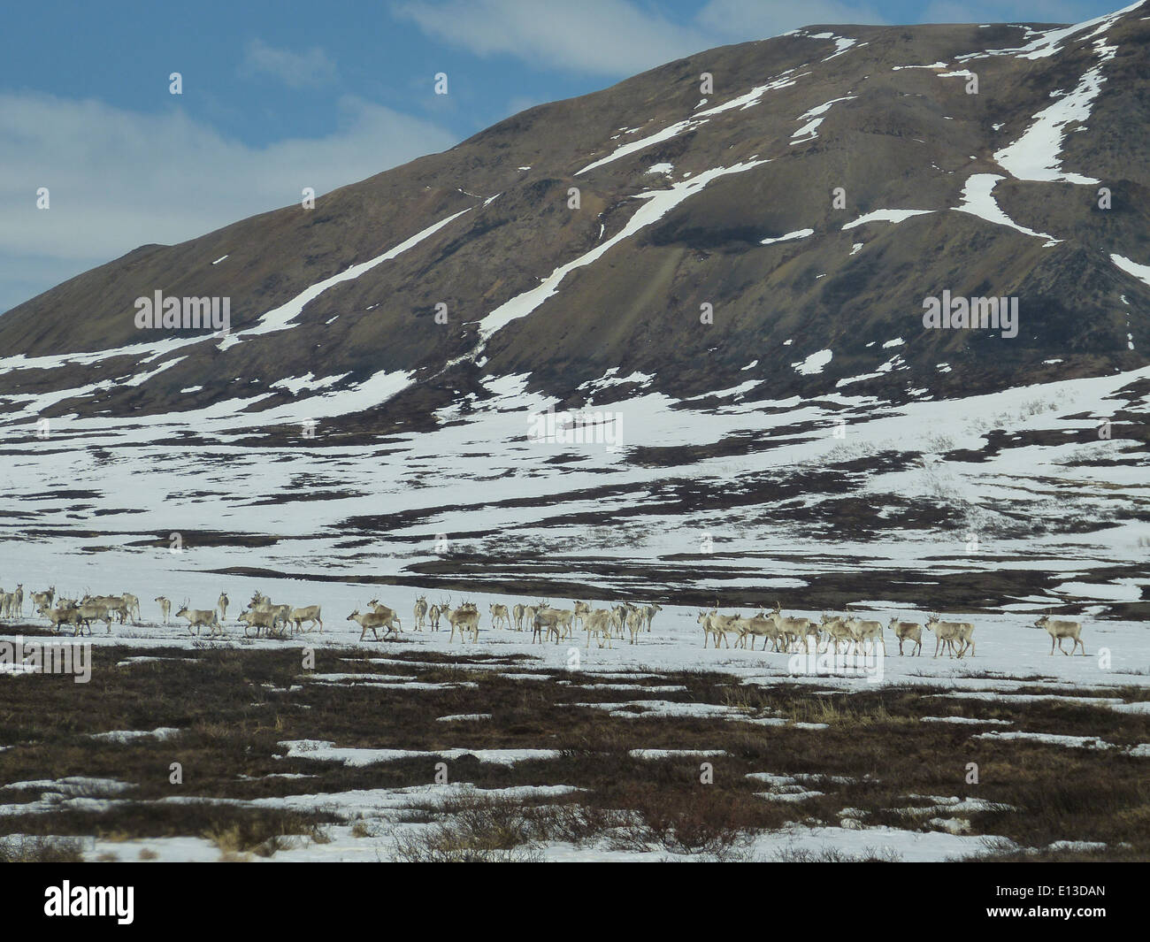 Karibus durchstreifen die Kilbuck Mountains im Yukon Delta National ...