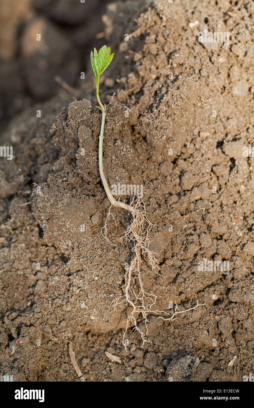Esche hartholz -Fotos und -Bildmaterial in hoher Auflösung – Alamy