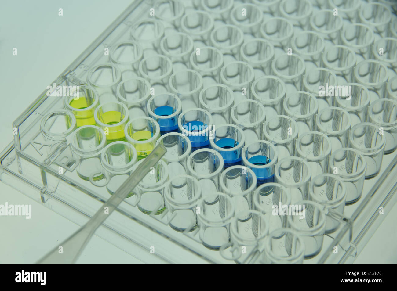 Mikrotiterplatte im ELISA-Format mit Transferpipette Stockfotografie ...
