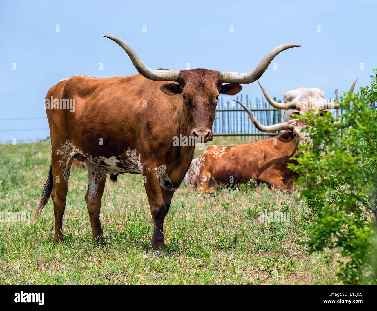 Texas longhorn cattle -Fotos und -Bildmaterial in hoher Auflösung – Alamy