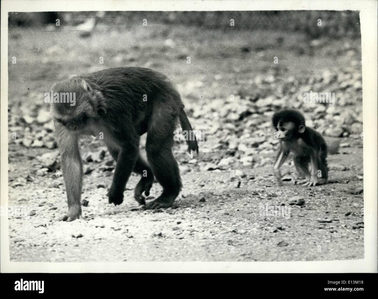 Neues baby im whipsnade zoo -Fotos und -Bildmaterial in hoher Auflösung ...