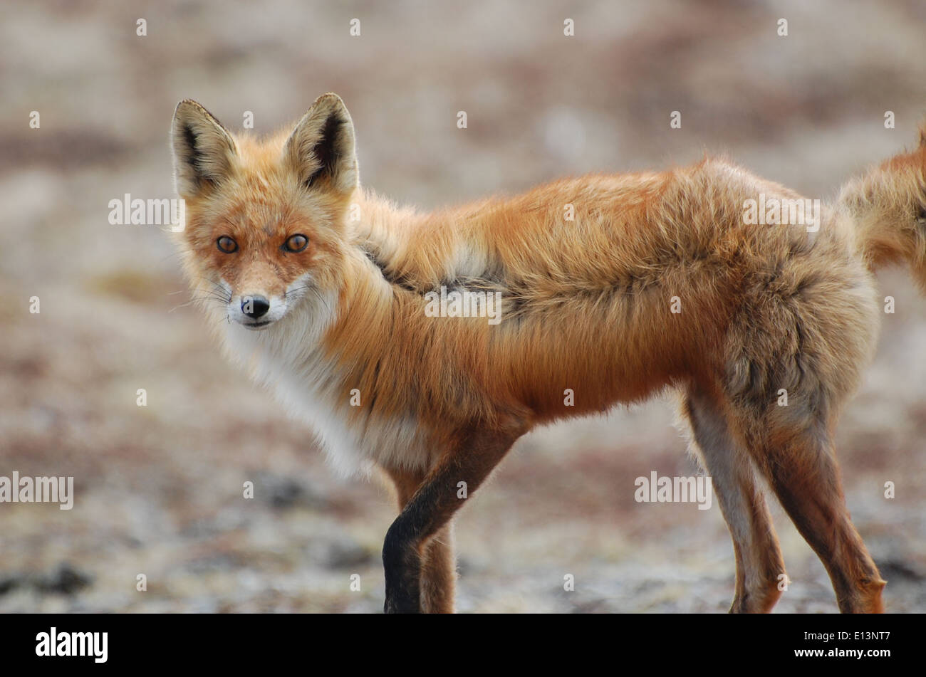 Der Rotfuchs kommt häufig im Izembek National Wildlife Refuge vor ...