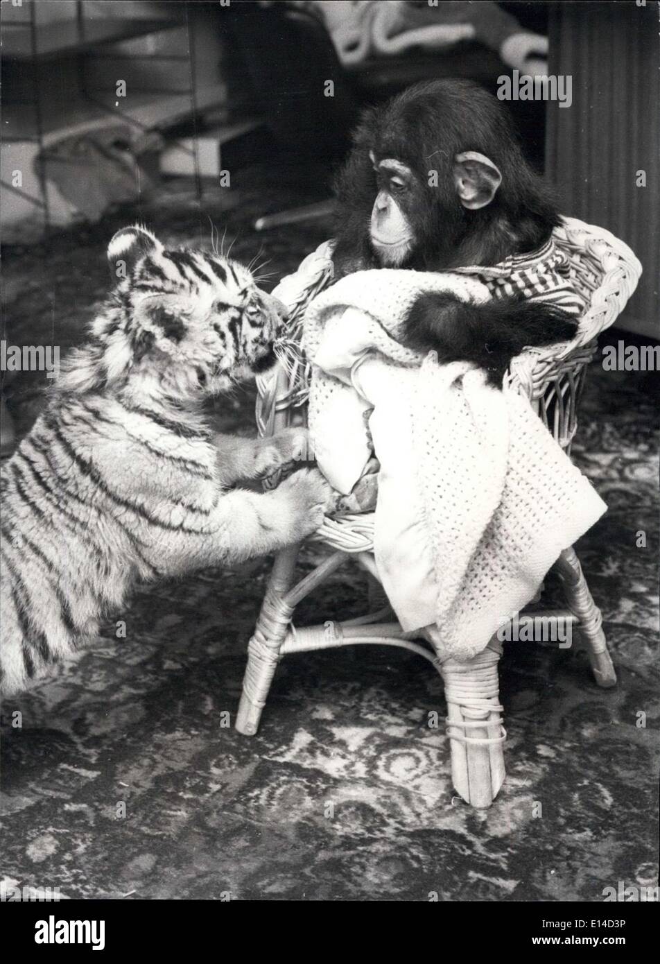 Bengal baby tiger oh -Fotos und -Bildmaterial in hoher Auflösung – Alamy