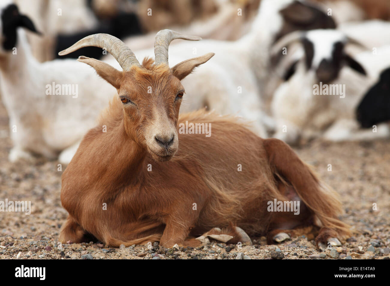 Cashmere goat (capra hircus) -Fotos und -Bildmaterial in hoher ...