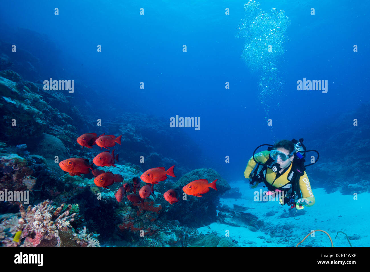 Scuba Diver neben einer Schule des Lunar-tailed Großaugenthun oder ...