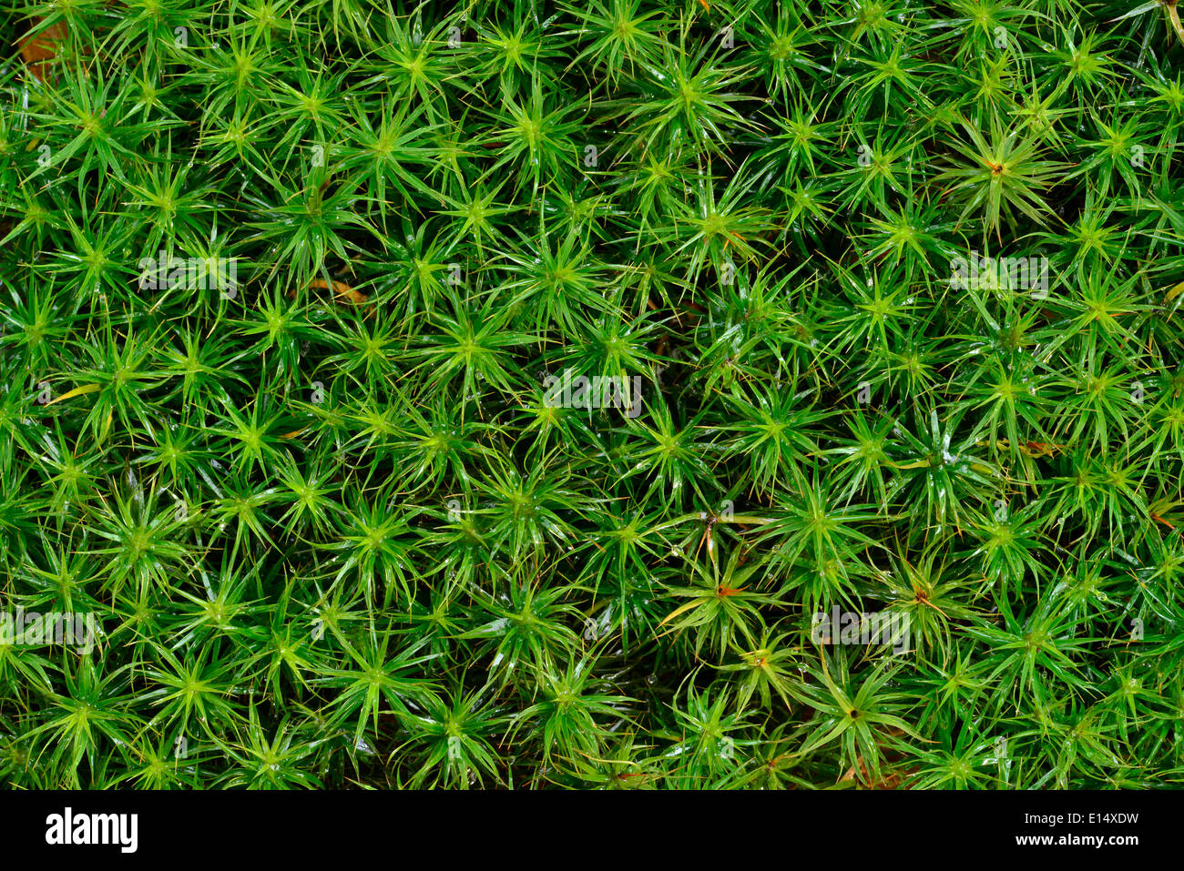 Haircap Moos oder Haare Cap Moss (Polytrichum Formosum), Nationalpark ...