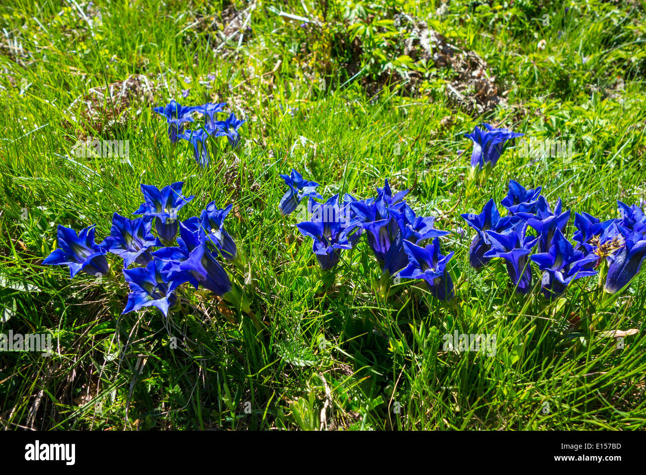 Blaue Enziane Stockfotos und -bilder Kaufen - Alamy