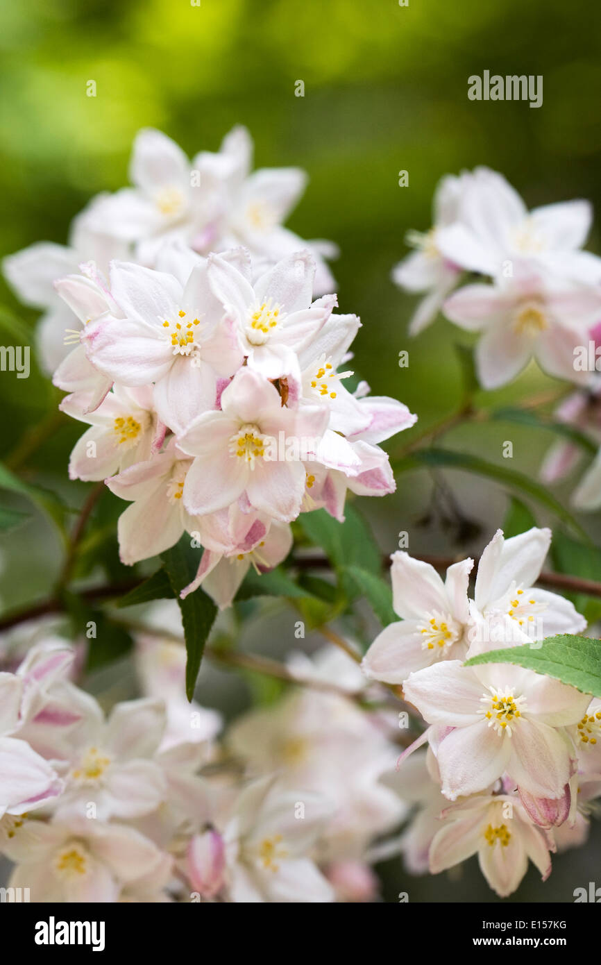Deutzie × Kalmiiflora Blumen Stockfotografie - Alamy