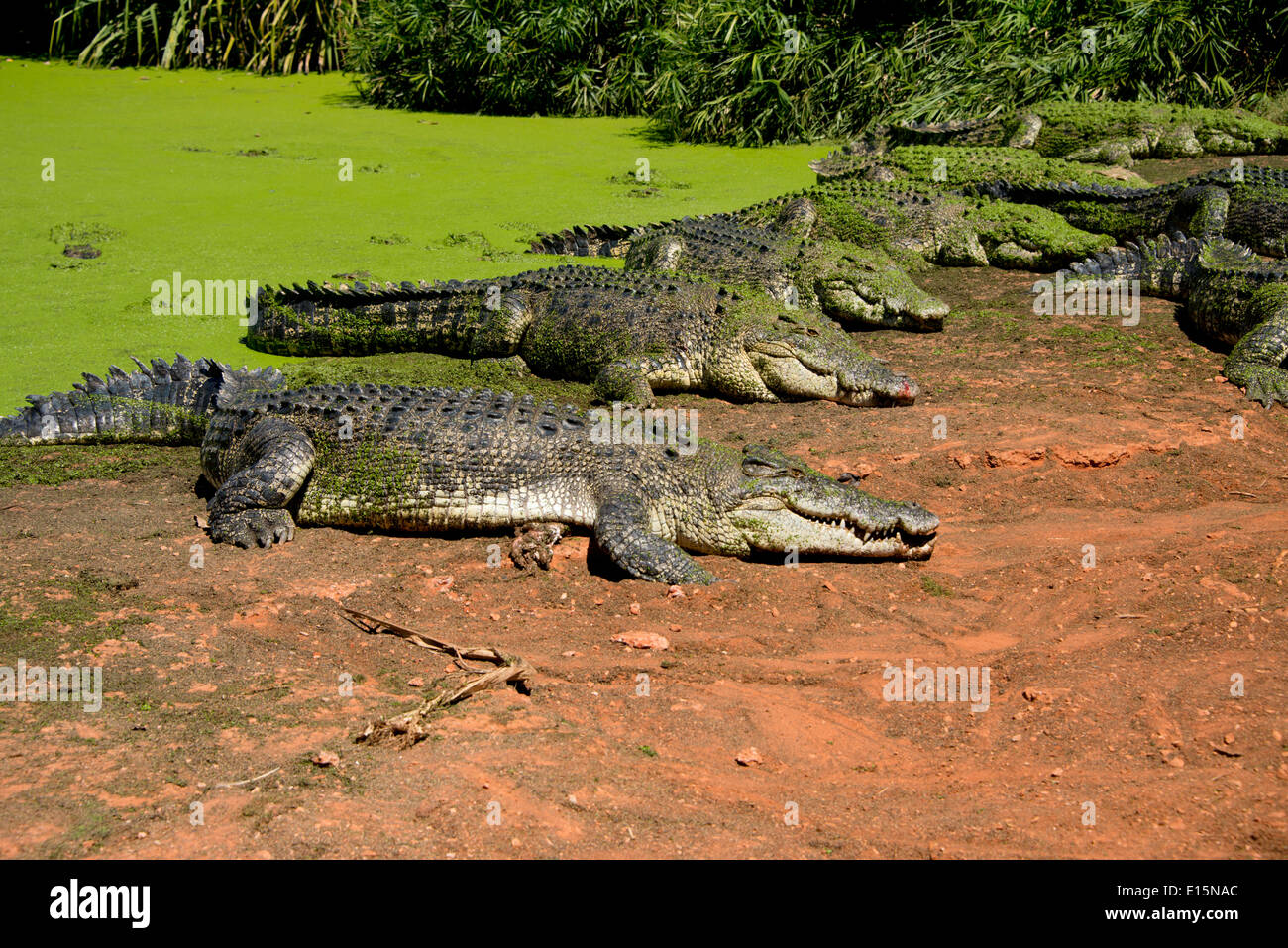 Malcolm Douglas Krokodil Park Stockfotos und -bilder Kaufen - Alamy