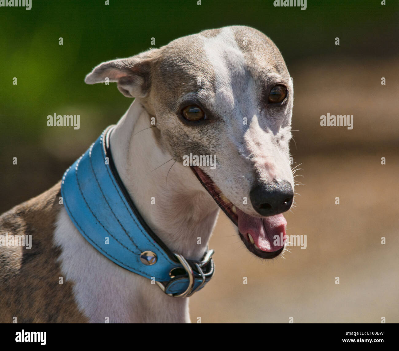Blauer whippet -Fotos und -Bildmaterial in hoher Auflösung – Alamy