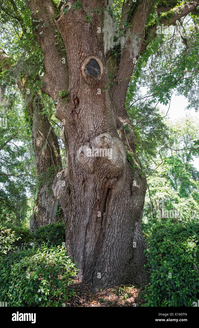 Oak tree ecosystem -Fotos und -Bildmaterial in hoher Auflösung – Alamy