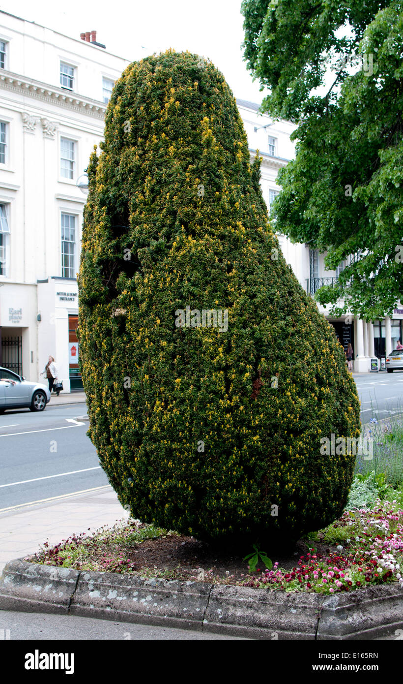 Eibe busch -Fotos und -Bildmaterial in hoher Auflösung – Alamy