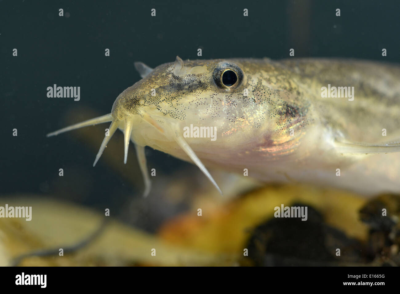 Barbatula barbatula -Fotos und -Bildmaterial in hoher Auflösung – Alamy
