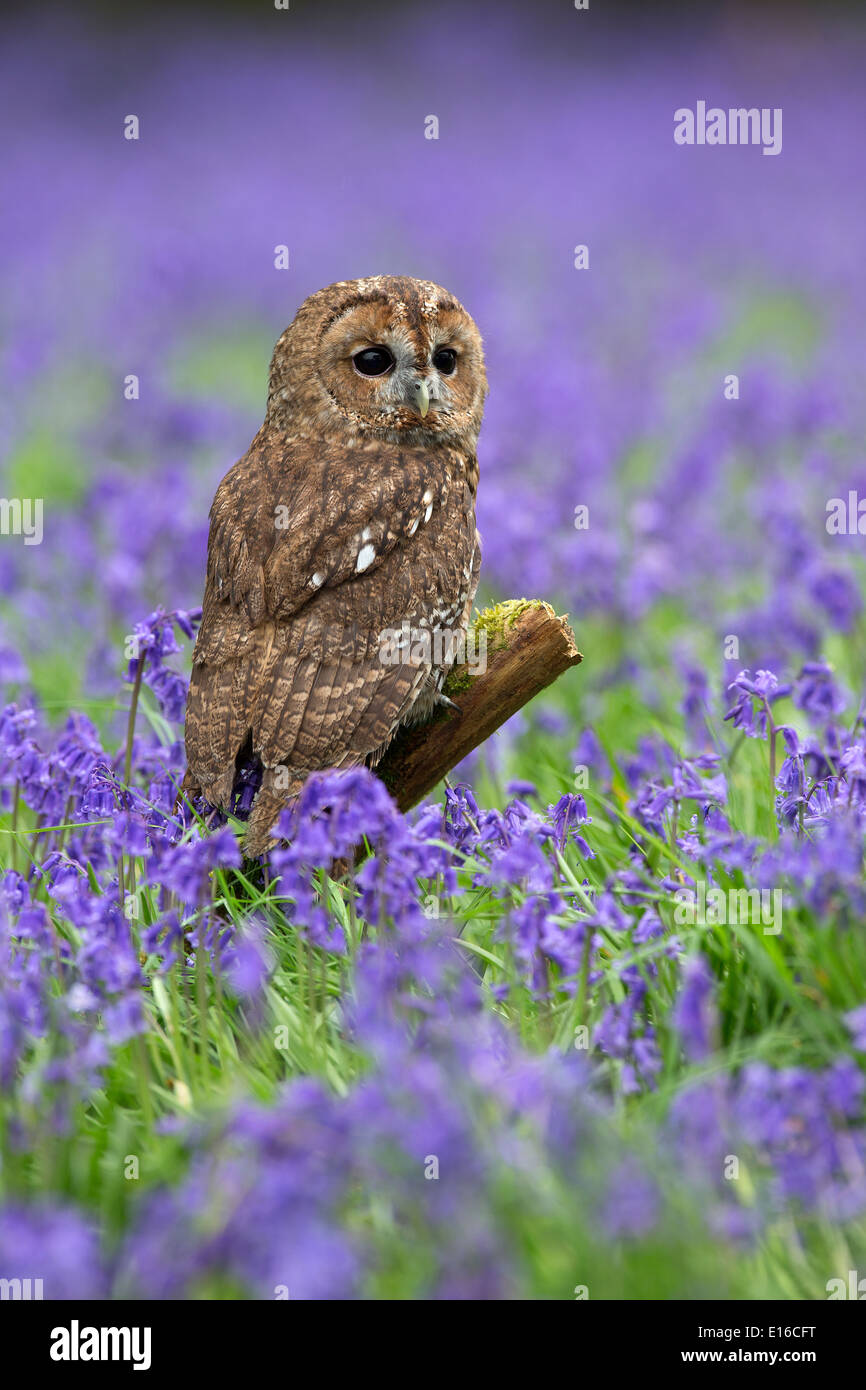 Nasse Eule Stockfotos und -bilder Kaufen - Alamy