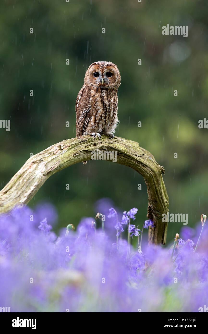 Nasse Eule Stockfotos und -bilder Kaufen - Alamy