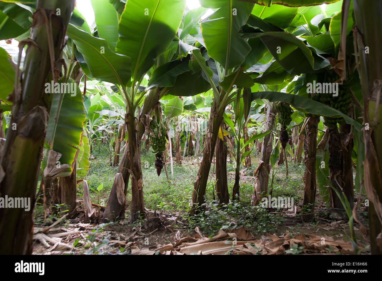 Bananen eierstock -Fotos und -Bildmaterial in hoher Auflösung – Alamy