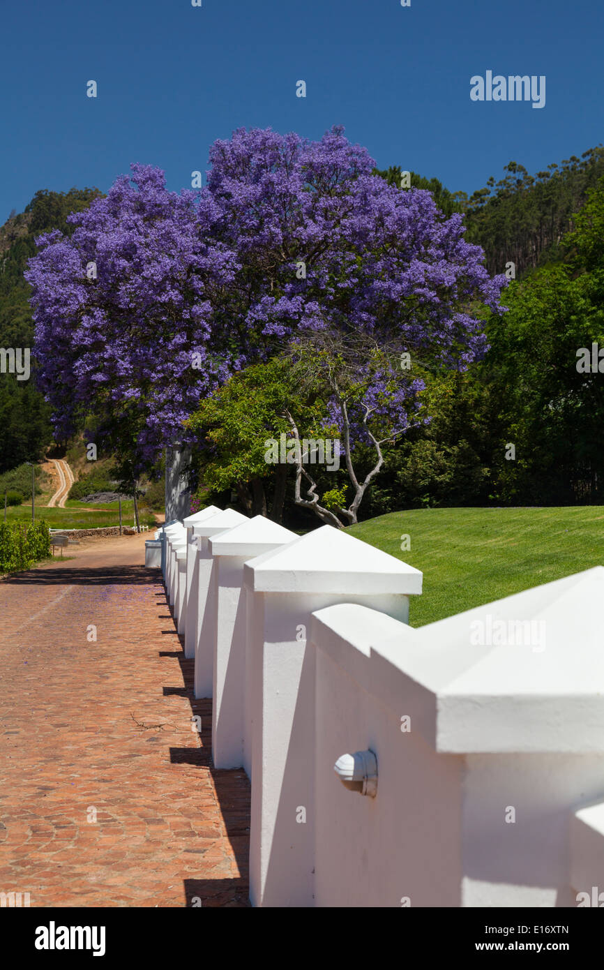 Jacaranda blossom south africa -Fotos und -Bildmaterial in hoher ...