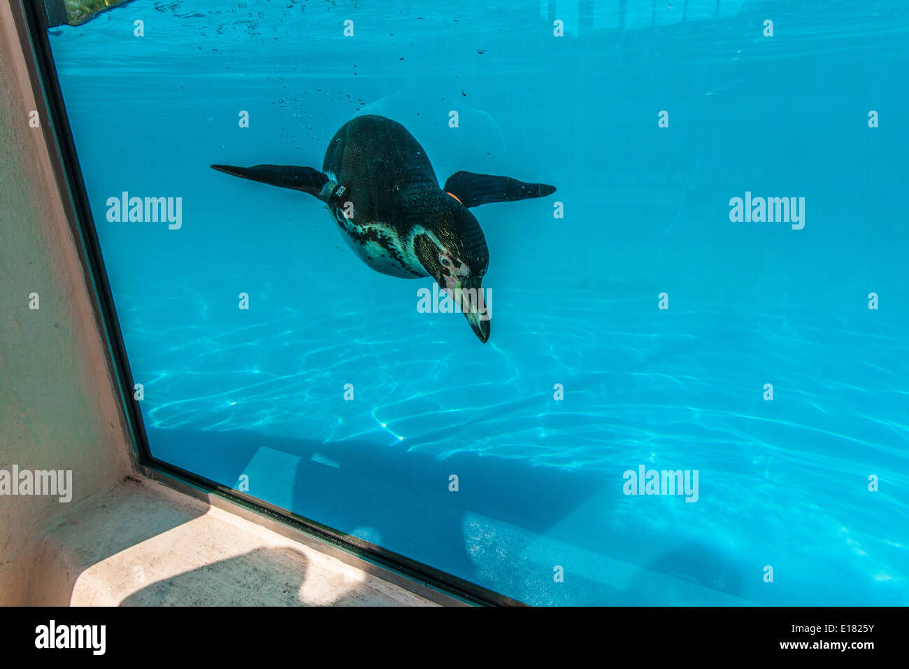 Southampton zoo -Fotos und -Bildmaterial in hoher Auflösung – Alamy