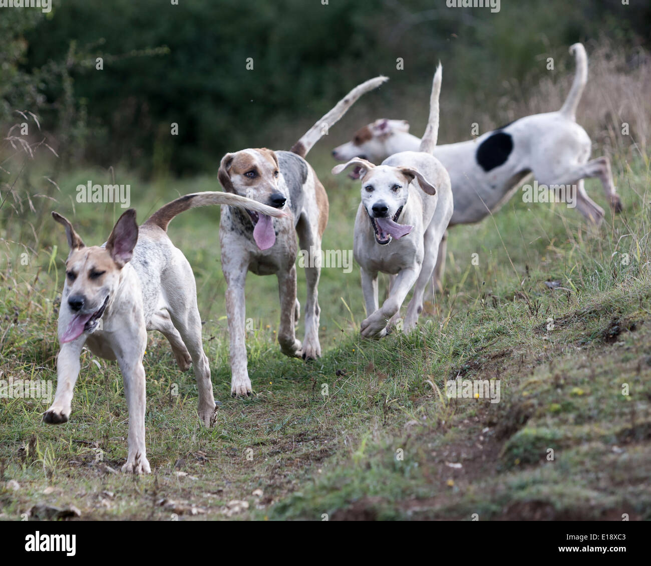 Vier hunde jagen Stockfotos und -bilder Kaufen - Alamy