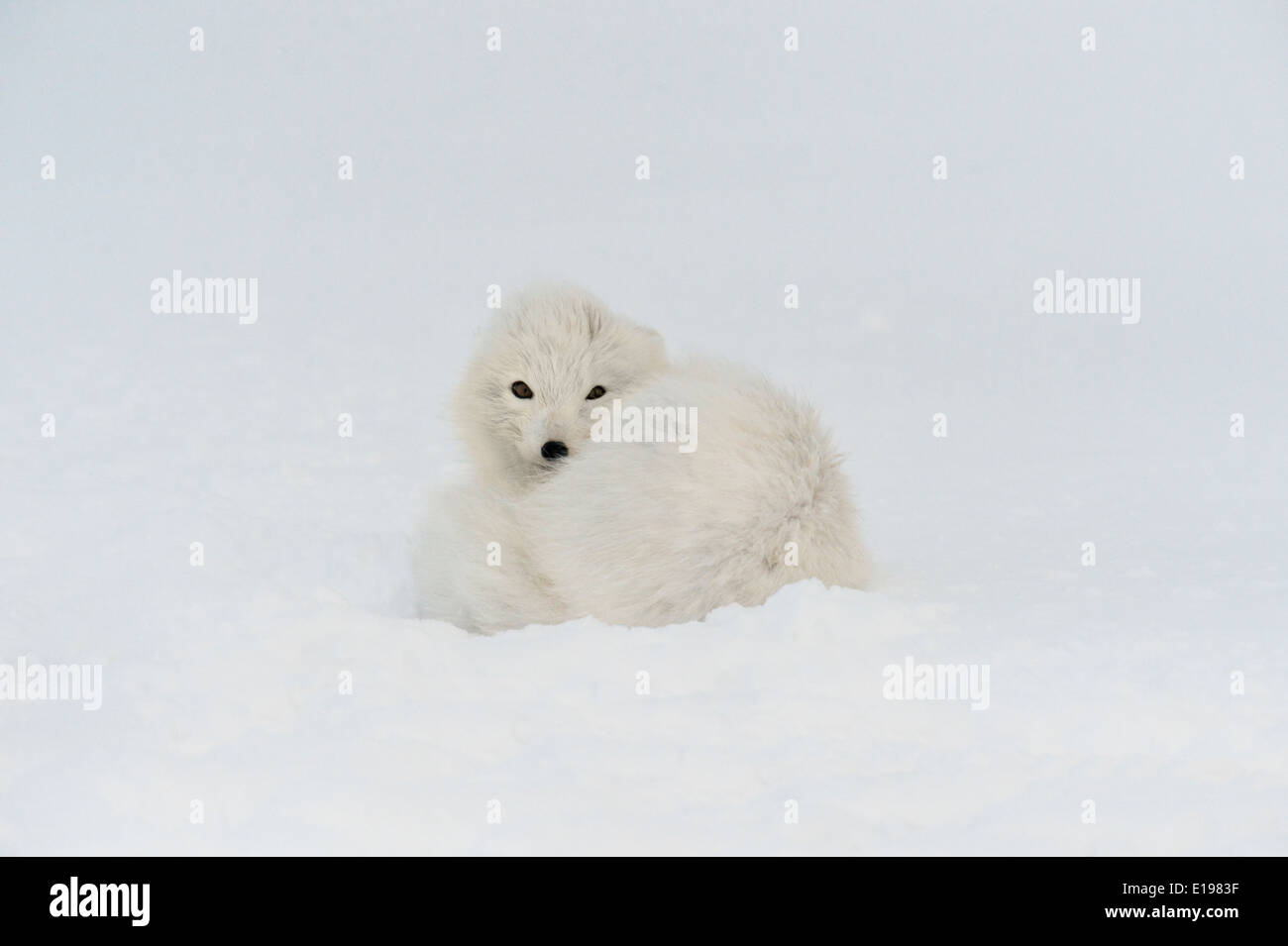 Polarfüchse im winter -Fotos und -Bildmaterial in hoher Auflösung – Alamy