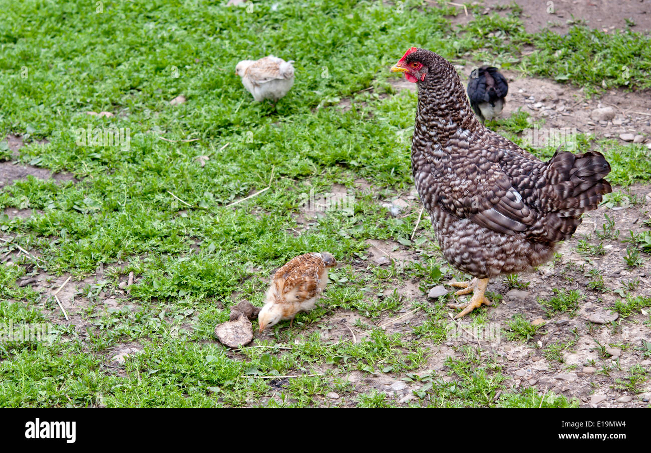Mutter huhn -Fotos und -Bildmaterial in hoher Auflösung – Alamy