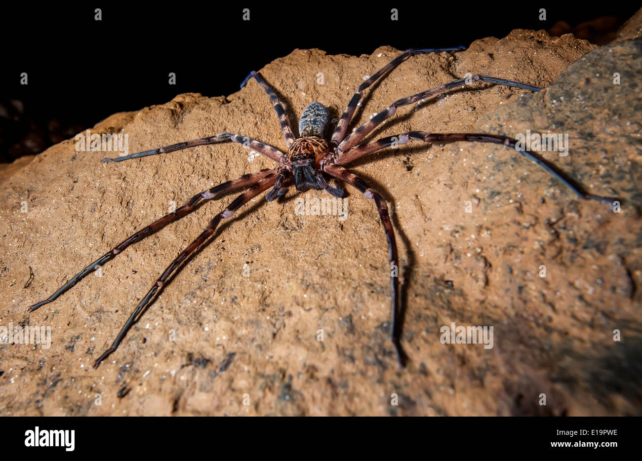 Huntsman Spinne, Sparassidae Familie, Clearwater Cave, Gunung Mulu ...