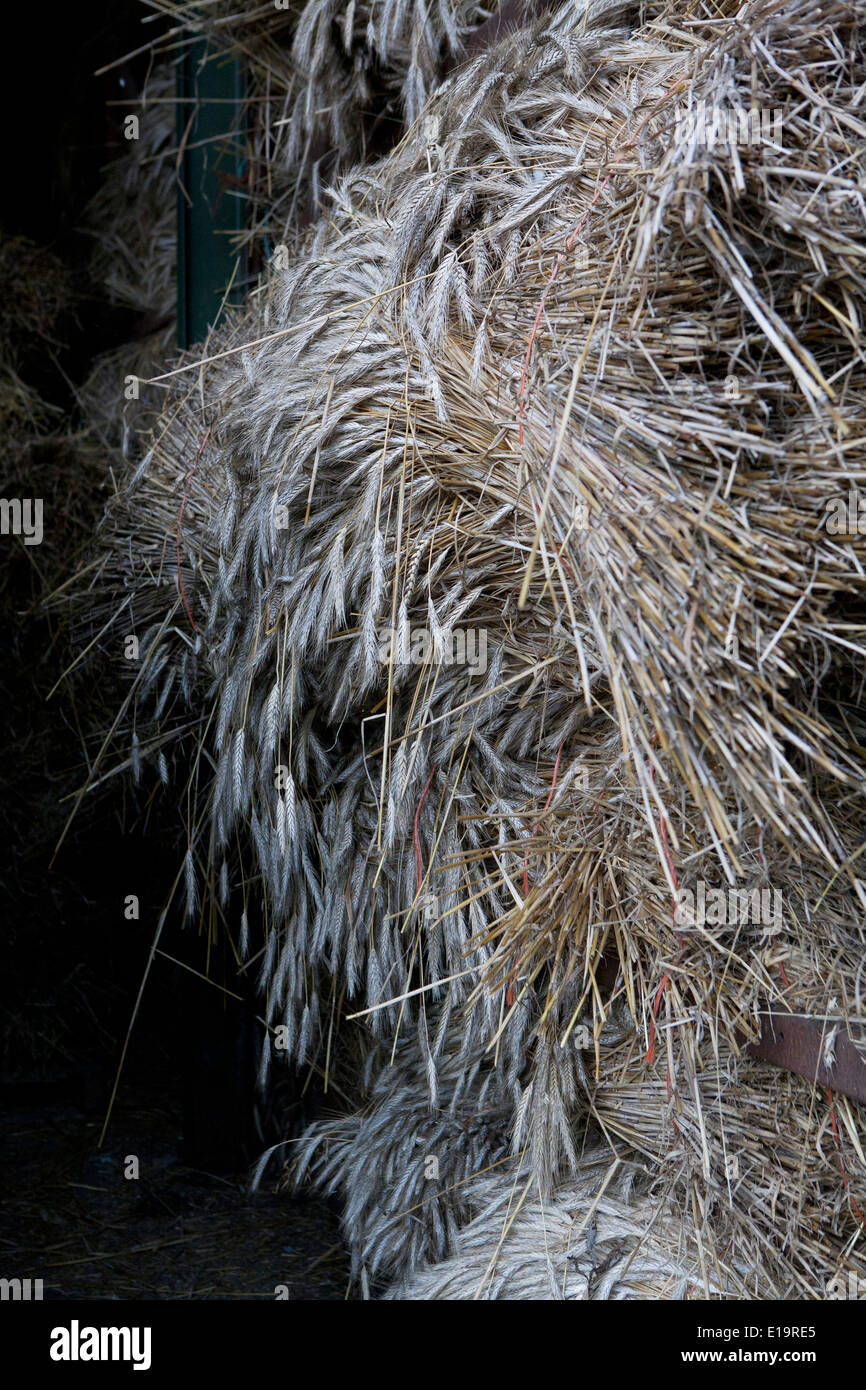 Corn sheaves -Fotos und -Bildmaterial in hoher Auflösung – Alamy