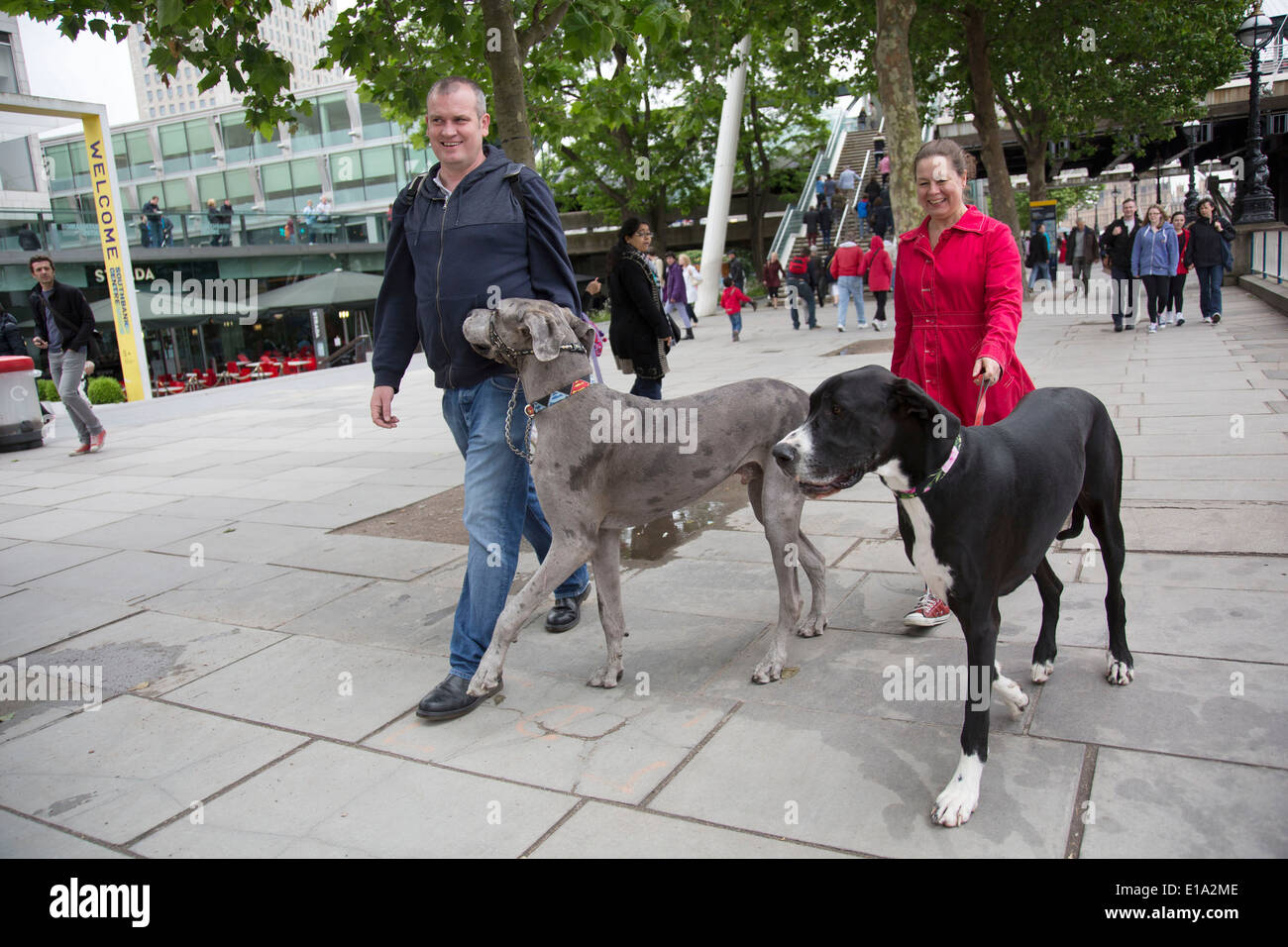 Paare, die ihre zwei Deutsche Dogge Hunde entlang der Flussufer Gehweg ...