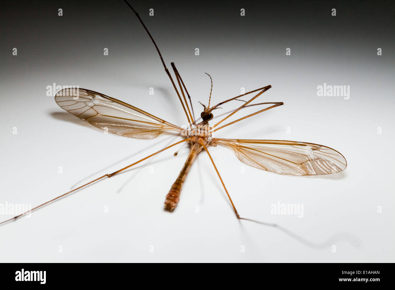 Toter kran -Fotos und -Bildmaterial in hoher Auflösung – Alamy