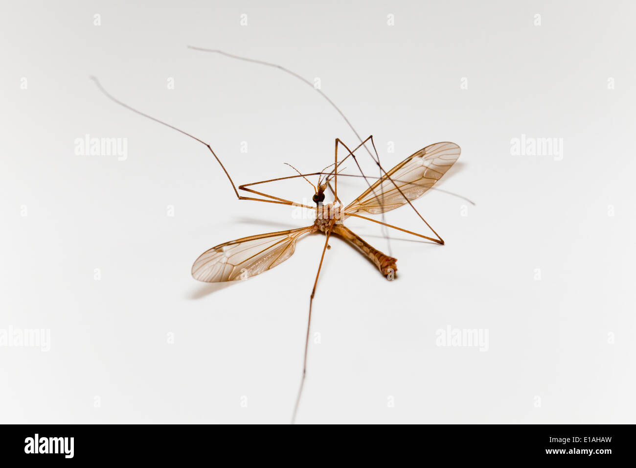 Toter kran -Fotos und -Bildmaterial in hoher Auflösung – Alamy